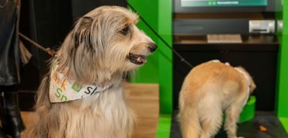 Dog ATM Opening | Coral Gables